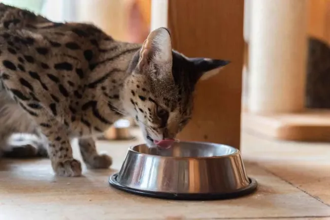 12 Fakta Menarik Kucing Savannah, si Tubuh Besar dari Afrika