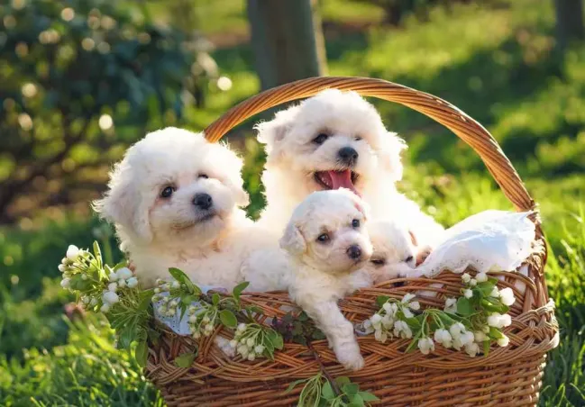 10 Fakta Unik Anjing Bichon Frise yang Menggemaskan
