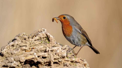 5 Manfaat Maggot bagi Kesehatan Lingkungan Plus Budidayanya