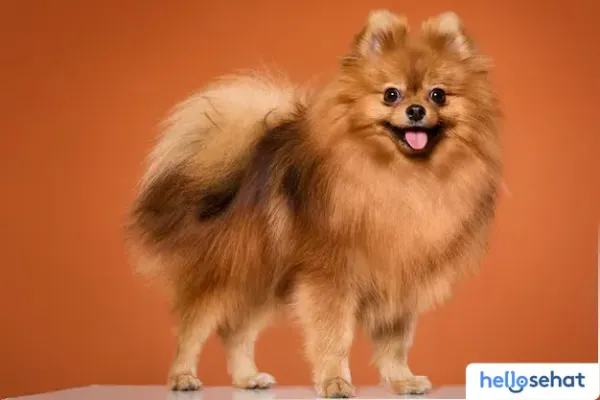 8 Cara Merawat Anjing Mini Pom yang Perlu Diketahui