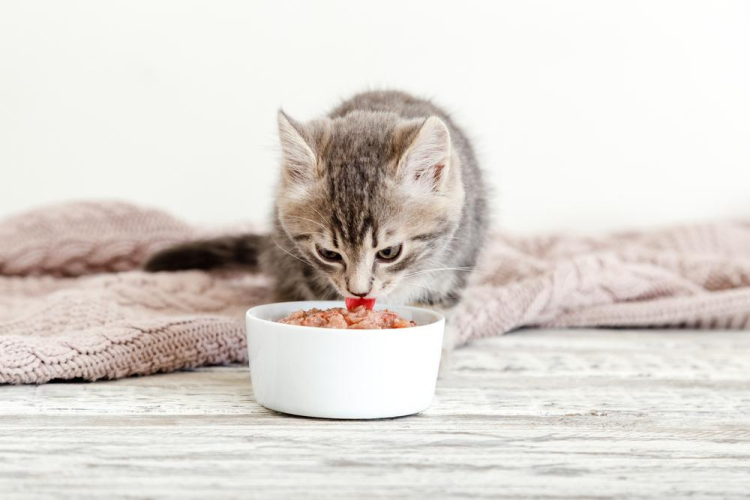 Nutrisi Makanan Kucing Sehat Berbulu Lebat - Hello Sehat