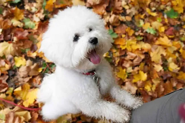 10 Fakta Unik Anjing Bichon Frise yang Menggemaskan