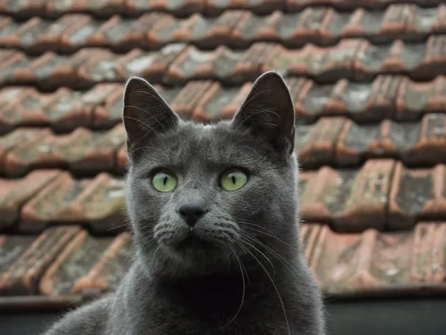 8 Fakta Kucing Russian Blue, si Pendiam yang Karismatik