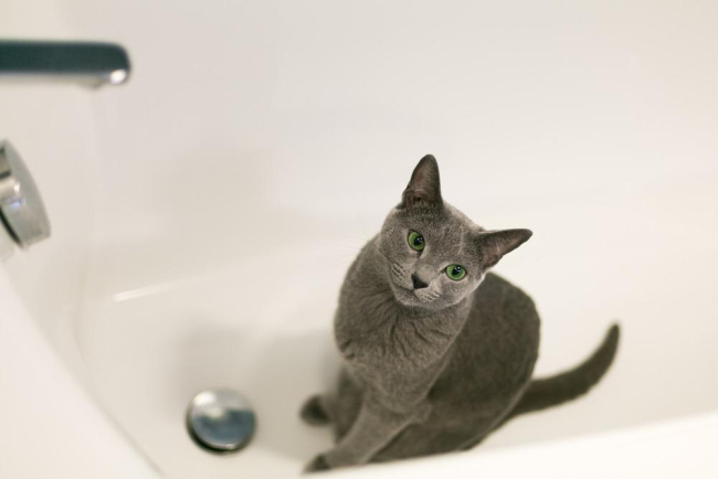 8 Fakta Kucing Russian Blue, si Pendiam yang Karismatik