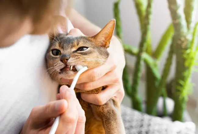 8 Penyebab Kucing Mengeluarkan Air Liur, Apakah Normal?