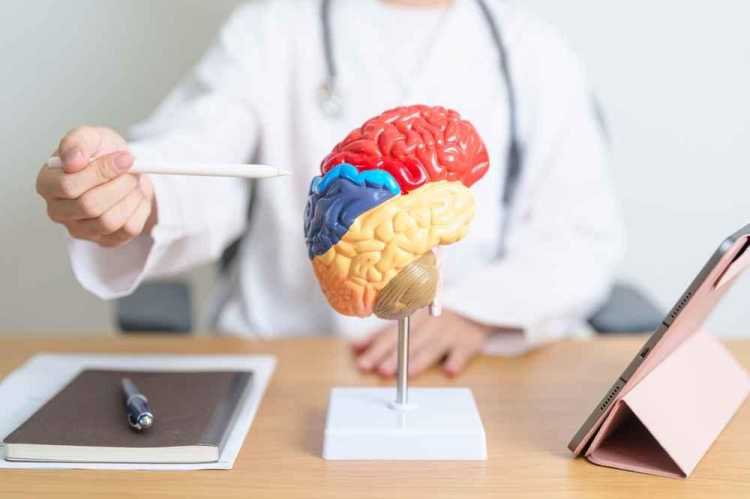 Mengenal Bagian dan Fungsi Sawar Darah Otak - Hello Sehat