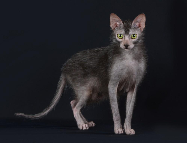 6 Jenis Kucing Tanpa Bulu, Unik dan Tetap Menggemaskan