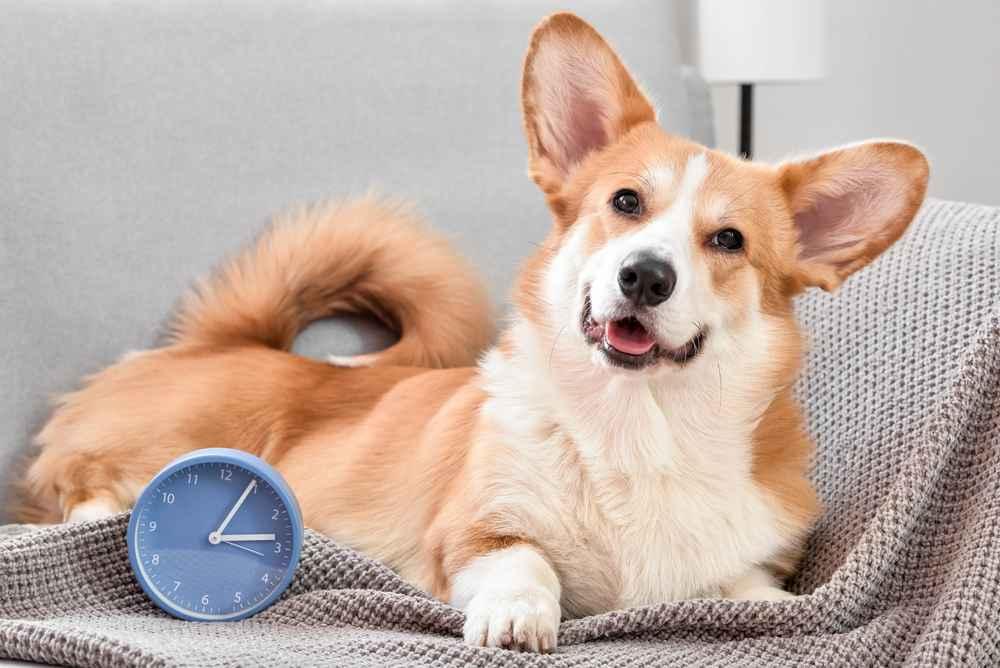 Apakah Anjing Bisa Menstruasi? Ini Penjelasannya - Hello Sehat