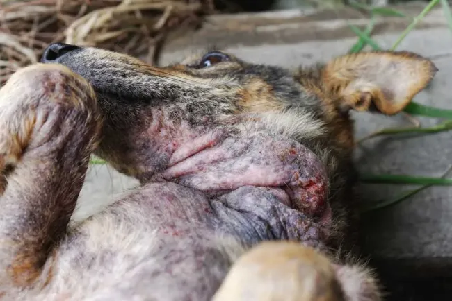 Demodex pada Anjing, Ini Gejala dan Pengobatannya