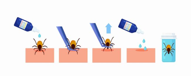 Caplak pada Anjing, Ketahui Gejala dan Cara Mengatasinya