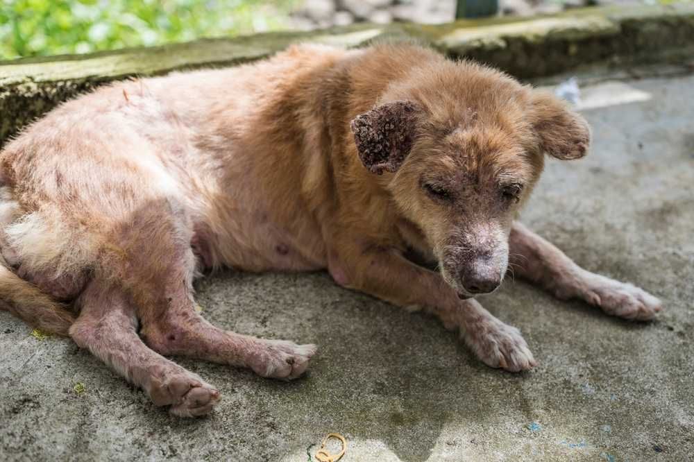 Demodex pada Anjing, Ini Gejala dan Pengobatannya