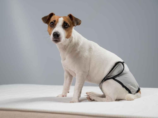 Apakah Anjing Bisa Menstruasi? Ini Penjelasannya - Hello Sehat