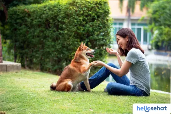 10 Cara Tepat Melatih Anjing agar Patuh - Hello Sehat