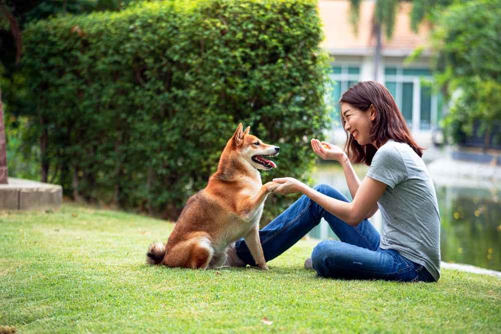 10 Cara Tepat Melatih Anjing agar Patuh - Hello Sehat
