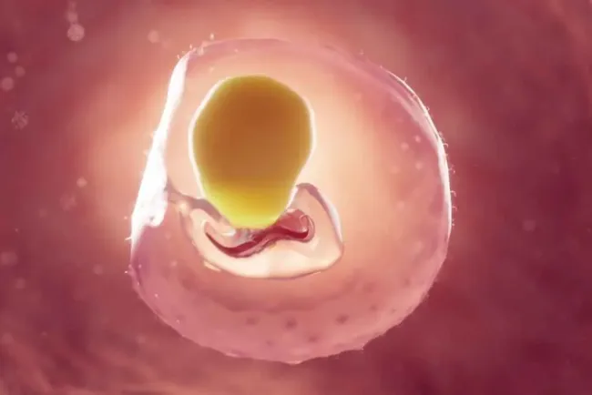 Mengenal Fungsi Yolk Sac pada Awal Masa Kehamilan - Hello Sehat