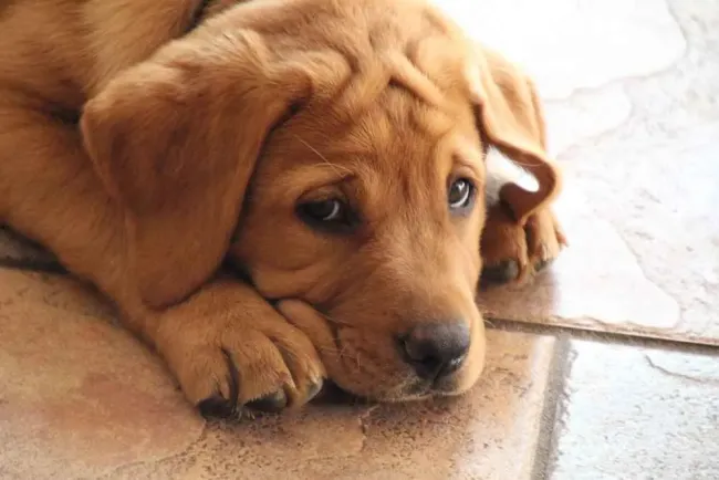 9 Penyebab Anjing Mencret dan Cara Mengatasinya yang Tepat