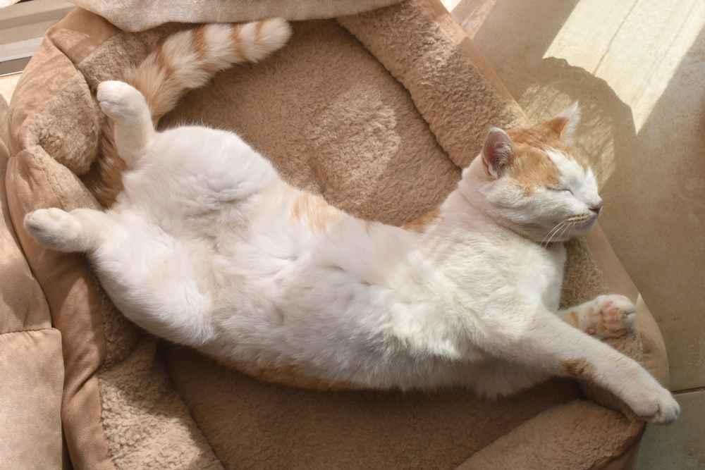 7 Penyebab Benjolan di Perut Kucing dan Cara Menanganinya