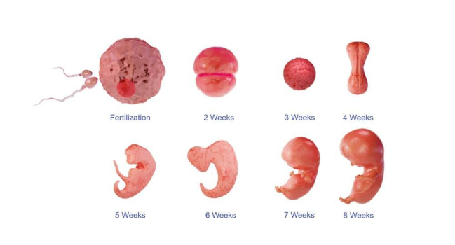 Organogenesis: Definisi, Tahapan, dan Faktor Pendukung