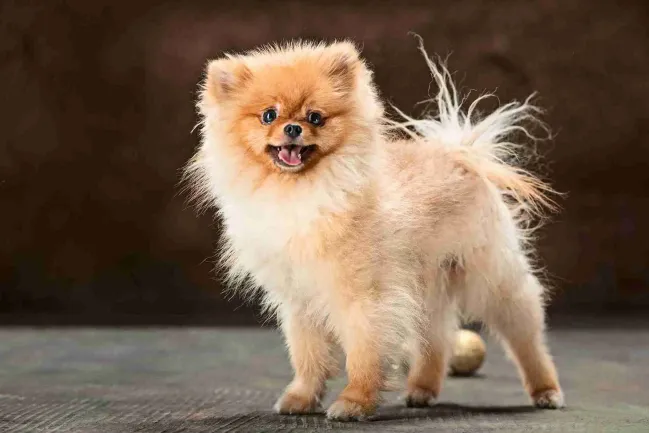 9 Jenis Anjing Kecil yang Imut dan Menggemaskan