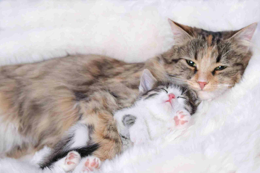 Kucing juga Bisa Baby Blues, Ini Cara Mengatasinya