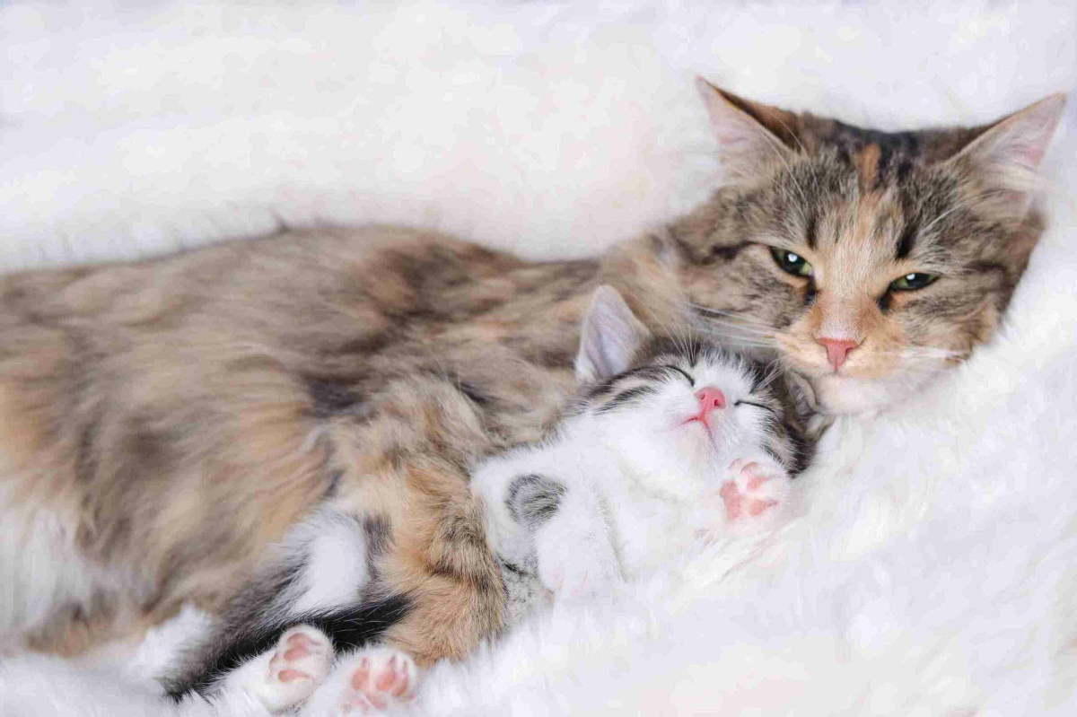 Kucing juga Bisa Baby Blues, Ini Cara Mengatasinya