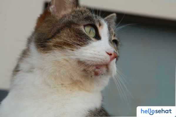 7 Penyebab Mulut Kucing Hitam dan Cara Mengatasinya - Hello Sehat