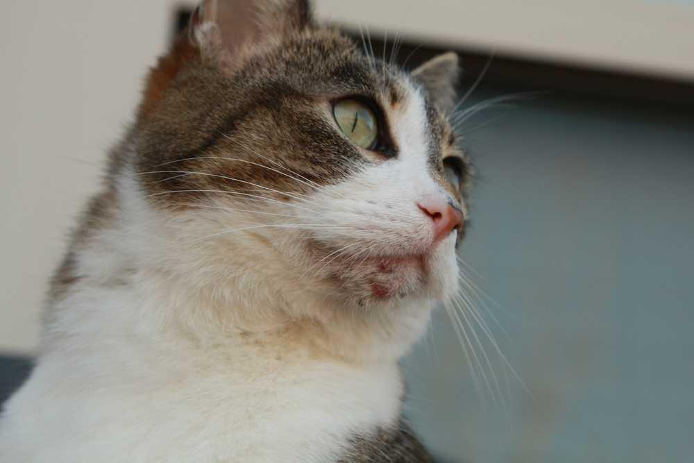 7 Penyebab Mulut Kucing Hitam dan Cara Mengatasinya - Hello Sehat
