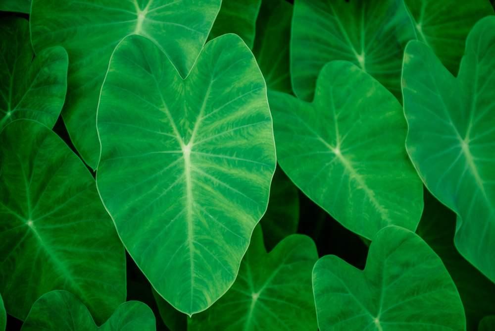 10 Manfaat Daun Talas dan Cara Tepat Mengolahnya