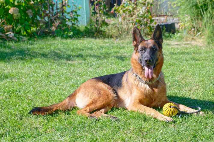7 Fakta Menarik Seputar Anjing German Shepherd