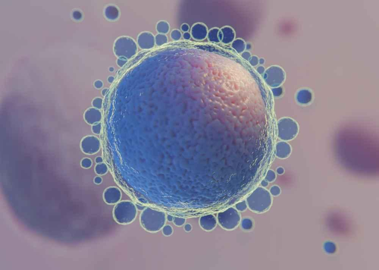 Ovum Pick Up: Definisi, Tujuan, Prosedur, dll. - Hello Sehat