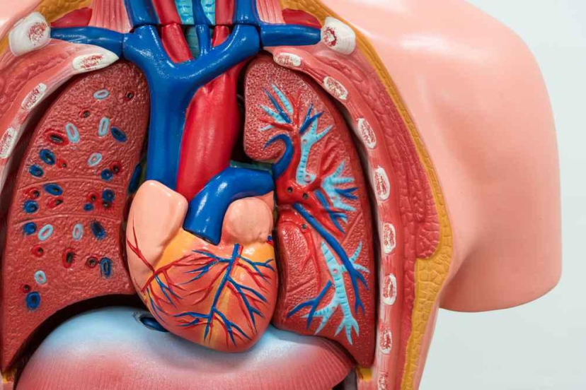 Vena Pulmonalis: Definisi, Fungsi, Penyakit, dll. - Hello Sehat