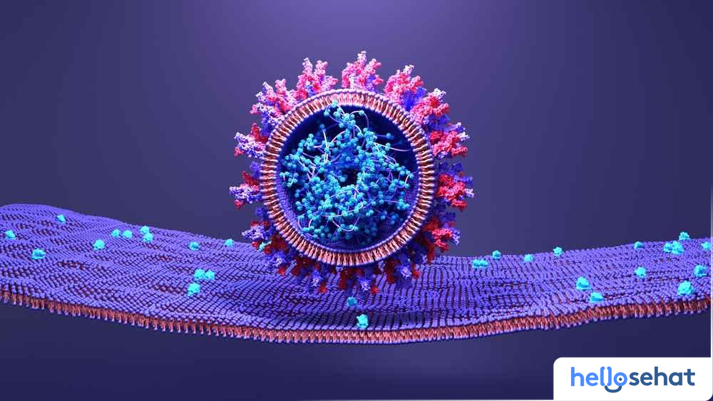 Artikel Kesehatan Infeksi Virus | Hello Sehat