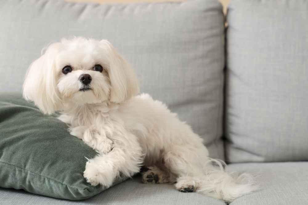 Mengenal Anjing Maltese, Karakter, dan Cara Merawatnya - Hello Sehat