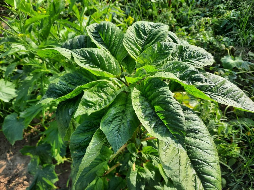 Herbal A-Z • Hello Sehat