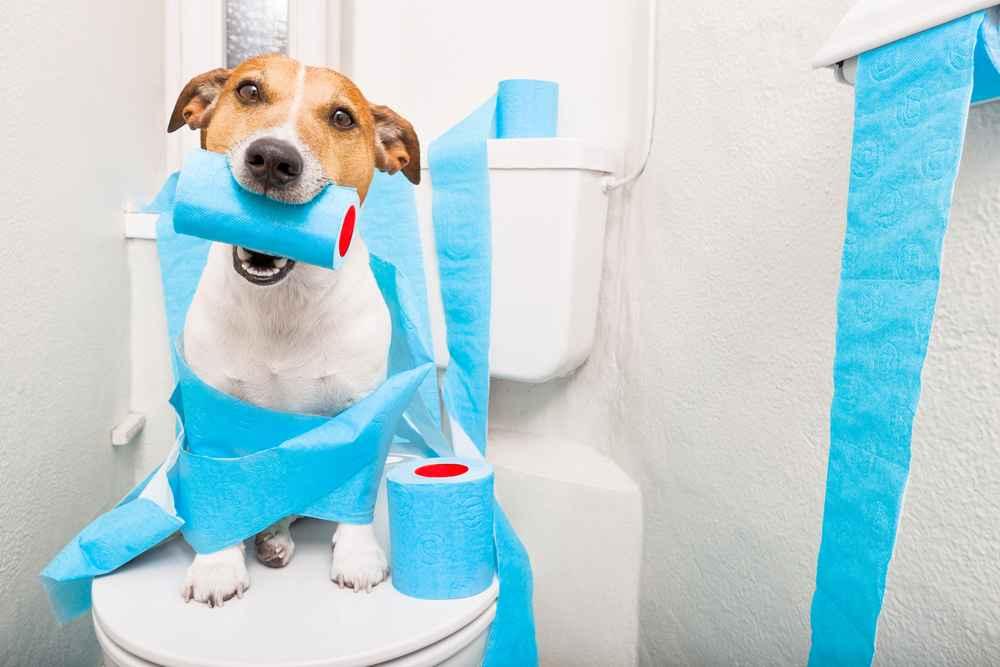 9 Penyebab Anjing Mencret dan Cara Mengatasinya yang Tepat