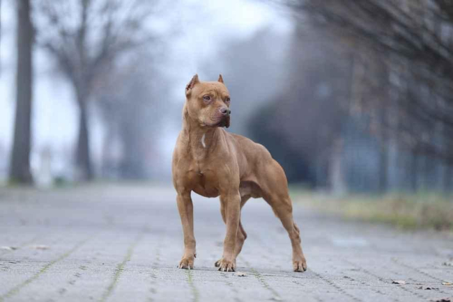Anjing Pitbull, Kenali Karakteristik dan Perawatannya
