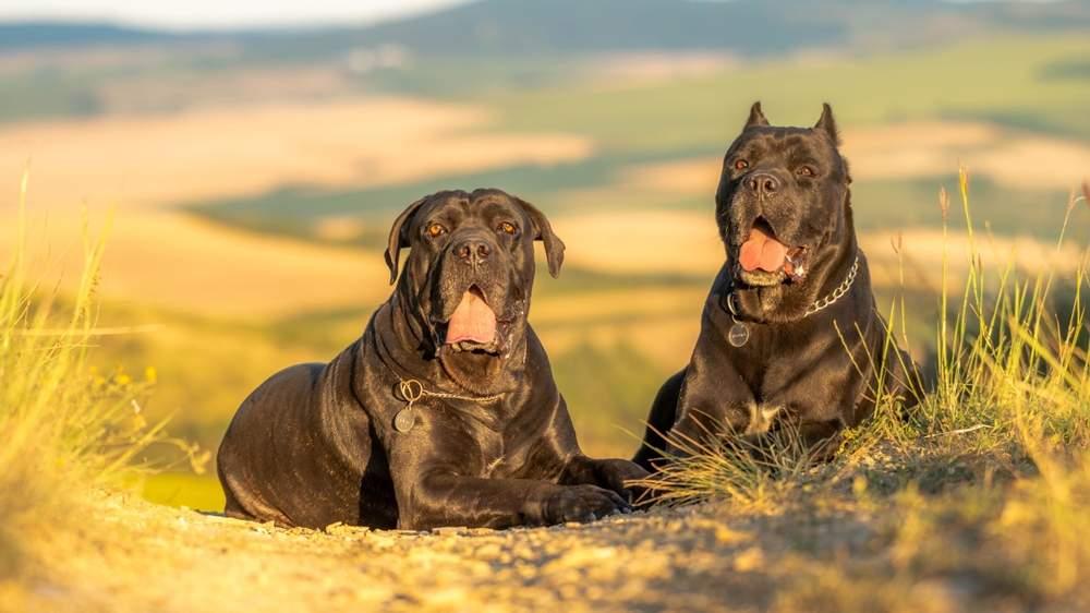 10 Jenis Anjing Paling Berotot dengan Karakteristiknya