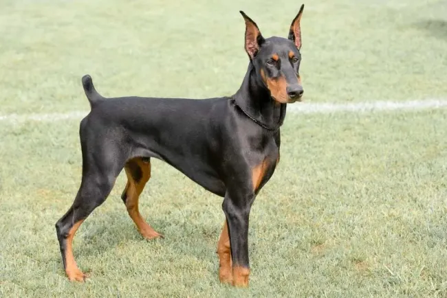 Doberman, Anjing Penjaga yang Gagah dan Cerdas