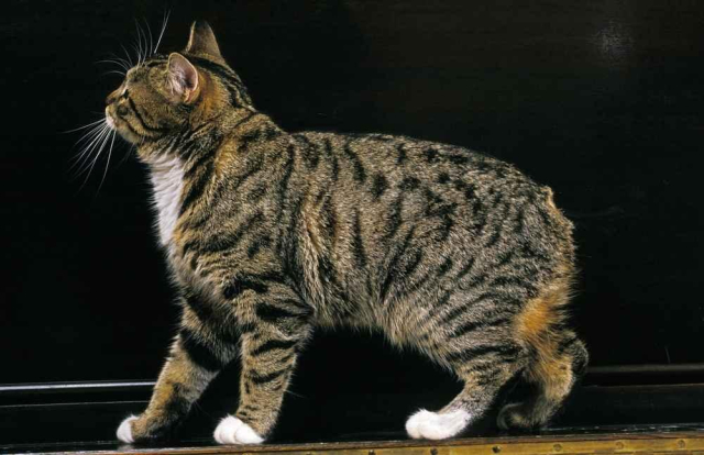 Mengenal Jenis Kucing Manx dan Cara Merawatnya