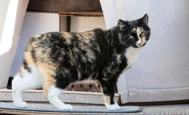 Mengenal Jenis Kucing Manx dan Cara Merawatnya