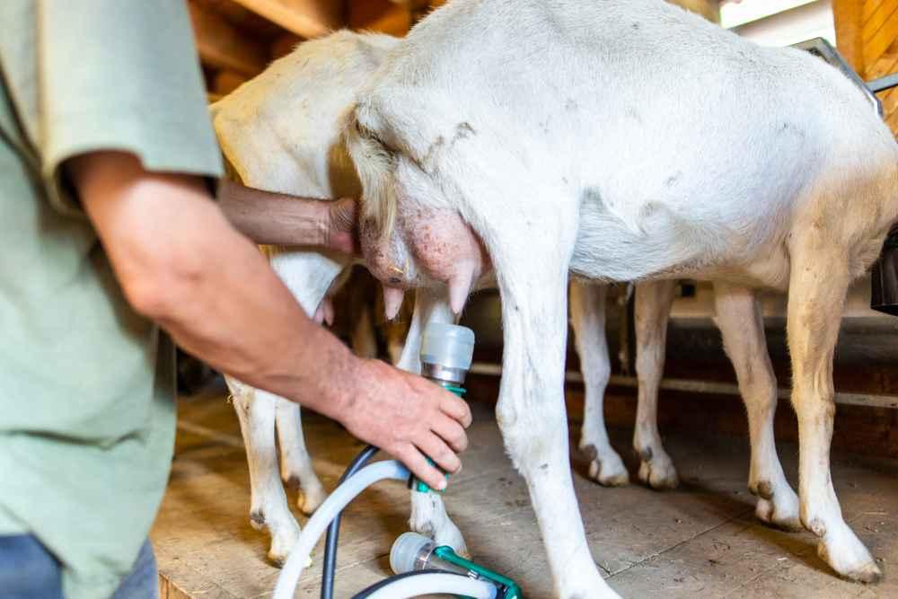 Ketahui Manfaat Susu Kambing untuk Kesehatan Paru-Paru